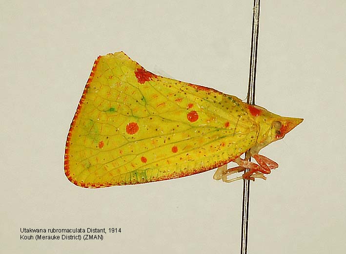 Papua Insects Foundation (Hemiptera/Auchenorrhyncha/leafhopper ...